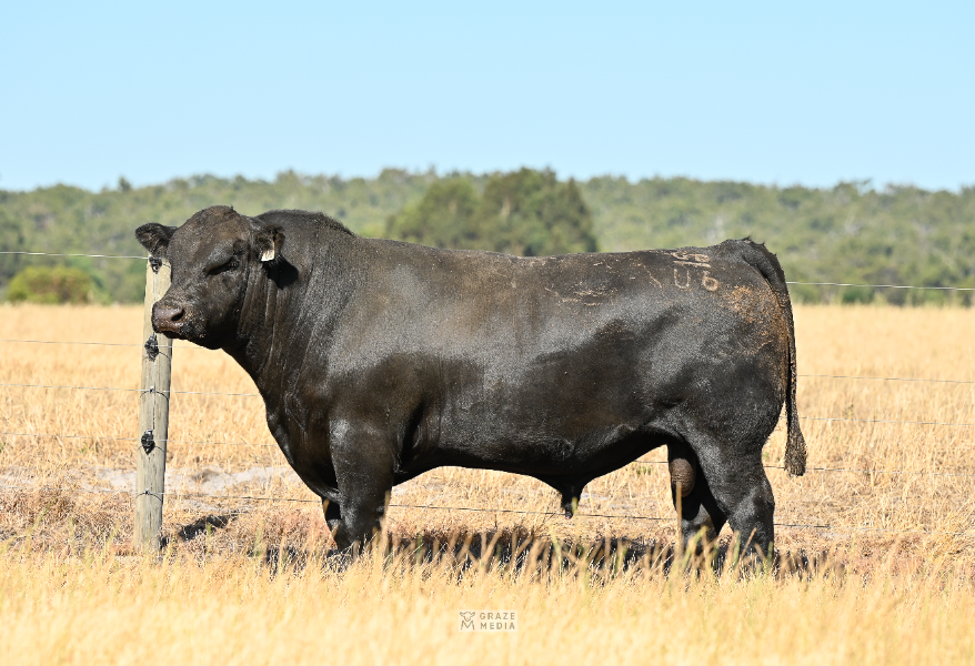 Lot 62 - GUMNUT DOWNS WOLFMAN U6 PV | AuctionsPlus