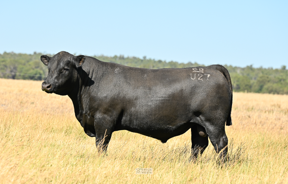 Lot 63 - GUMNUT DOWNS 38 SPECIAL U27 PV | AuctionsPlus