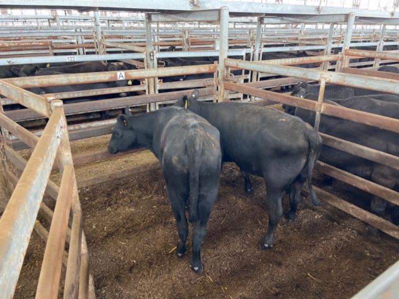 Pen 139A-N - 2 Angus Grown Heifers 452.5kg (Total 905kg) | AuctionsPlus