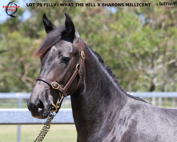 Lot 79 - SHARONS MILLICENT NZ 2023 FILLY | AuctionsPlus