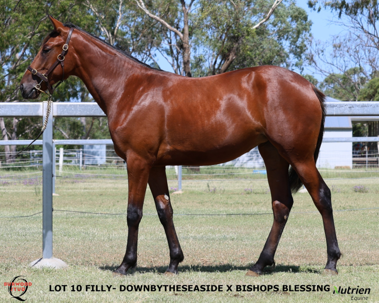 Lot 10 - BISHOPS BLESSING NZ 2023 FILLY | AuctionsPlus