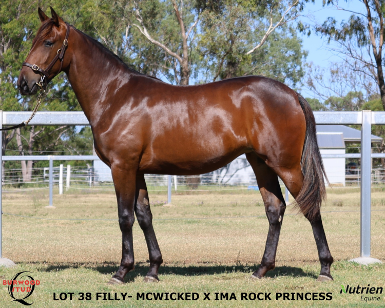 Lot 38 - IMA ROCK PRINCESS 2023 FILLY | AuctionsPlus