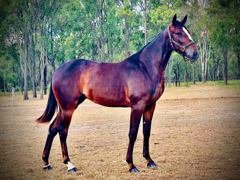 Lot 4 - AMIEES IDEAL 2023 FILLY | AuctionsPlus
