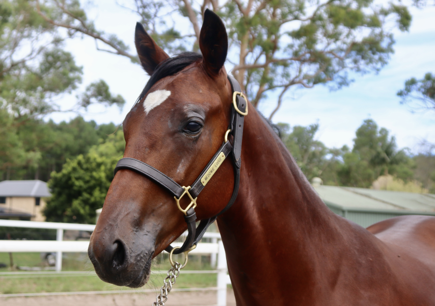 Lot 46 - KOTIRO 2023 COLT | AuctionsPlus