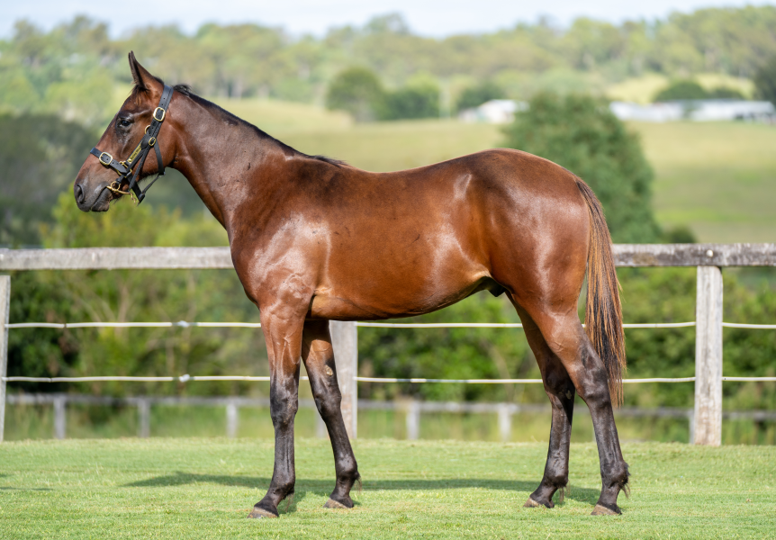 Lot 96 - TRANSPARENCY RULES 2023 COLT | AuctionsPlus