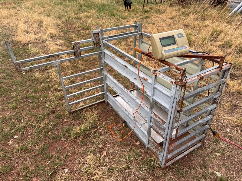 Lot 114 - Sheep Scales. | AuctionsPlus