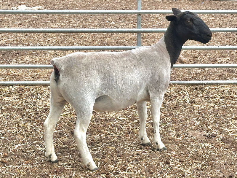 Lot 79 - PRIESKA 240048 | AuctionsPlus