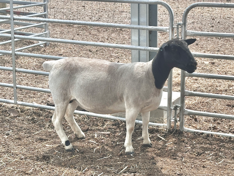 Lot 77 - PRIESKA 230191 | AuctionsPlus