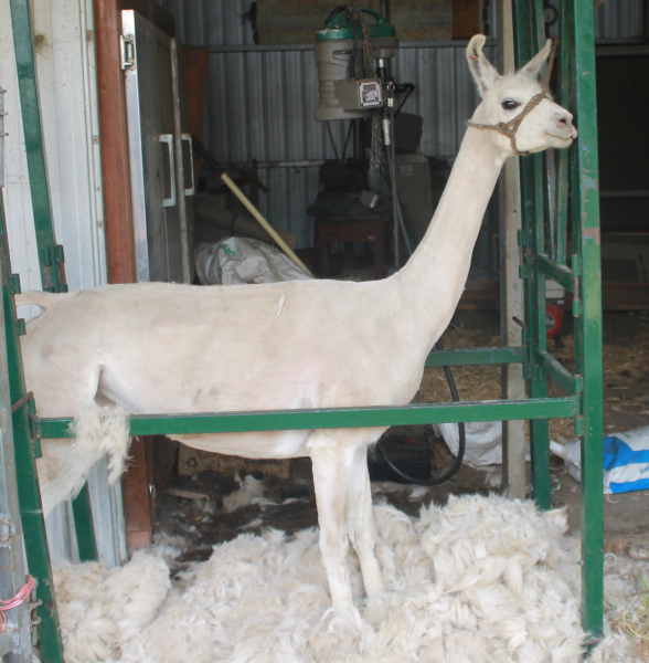 Lot 28 - Utopian Dreams Lana- White Llama Female | AuctionsPlus