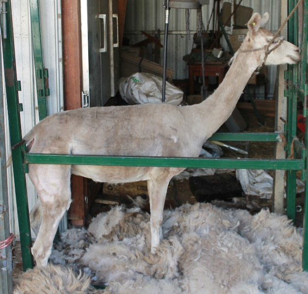 Llama Female -231 - Utopian Dreams Gemma- L Fawn with D Fawn head ...