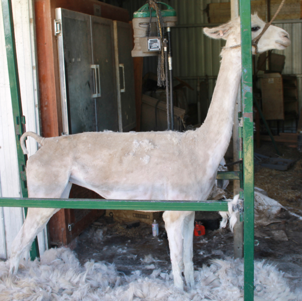 Lot 32 - Utopian Dreams Nala- White Llama Female | AuctionsPlus