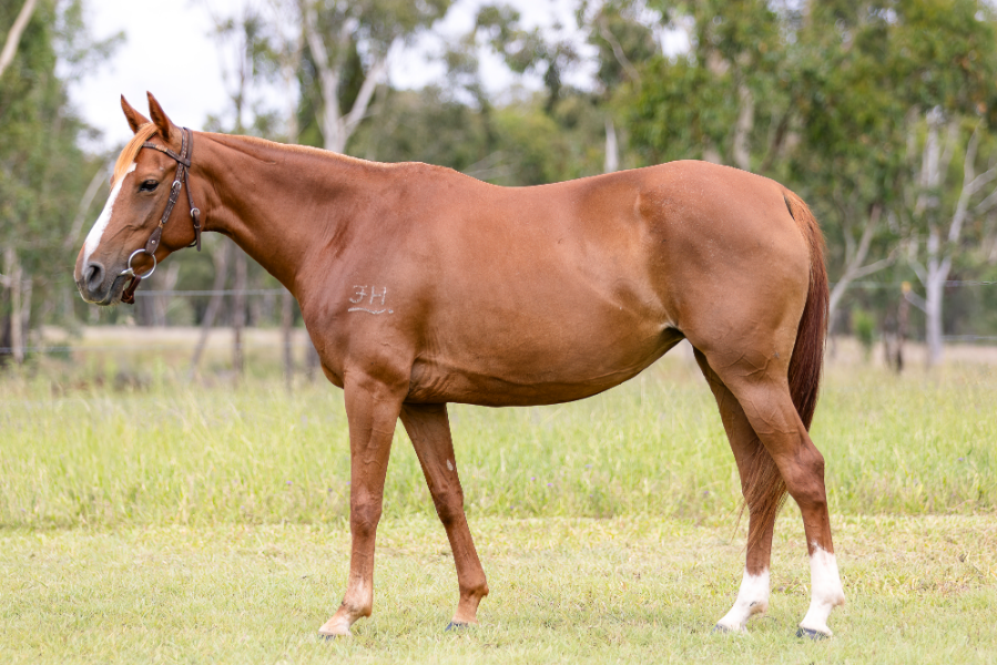 Lot 38 - ONE TIME CATTLE QUEEN | AuctionsPlus