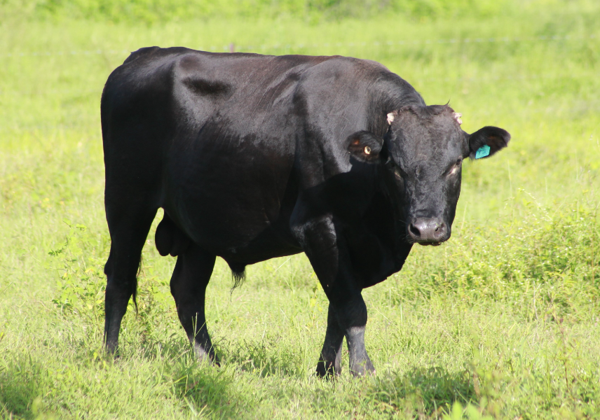 Lot 8 - KAJILA WAGYU T2 (ET) | AuctionsPlus