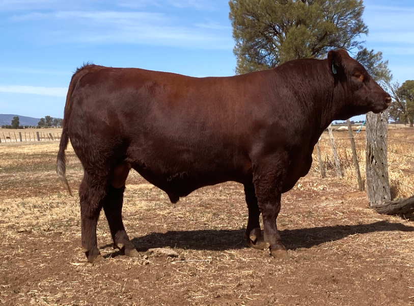 Lot 24 - CASKIEBEN CRACKER U15 | AuctionsPlus