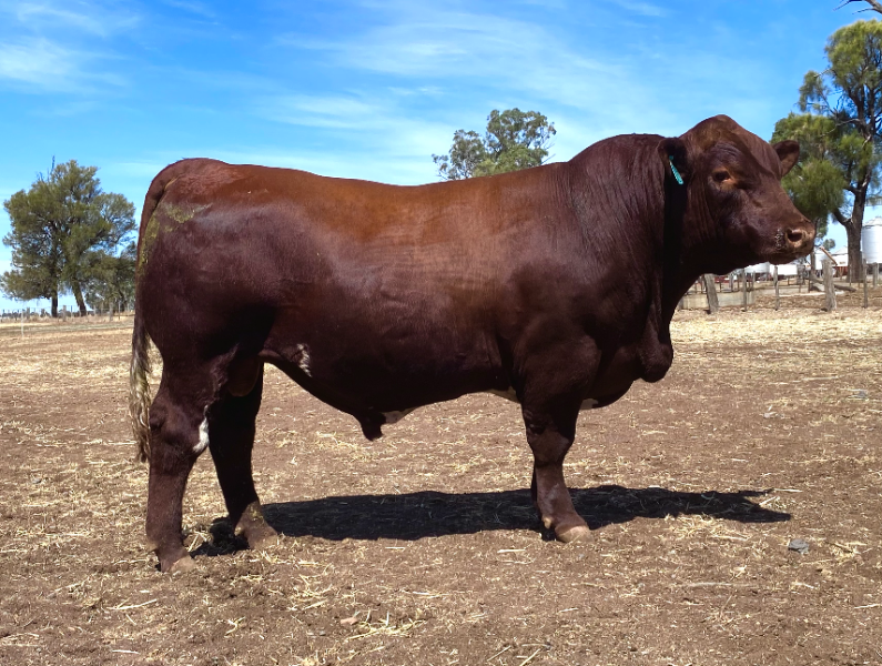 Lot 31 - CASKIEBEN CRACKER U02 | AuctionsPlus