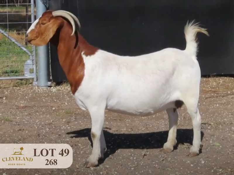 Lot 49 - Cleveland 268 | AuctionsPlus