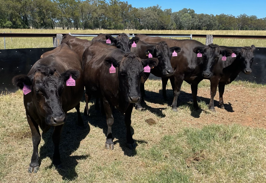 Lot 1 - 6 JOINED COWS KINTO WAGYU | AuctionsPlus