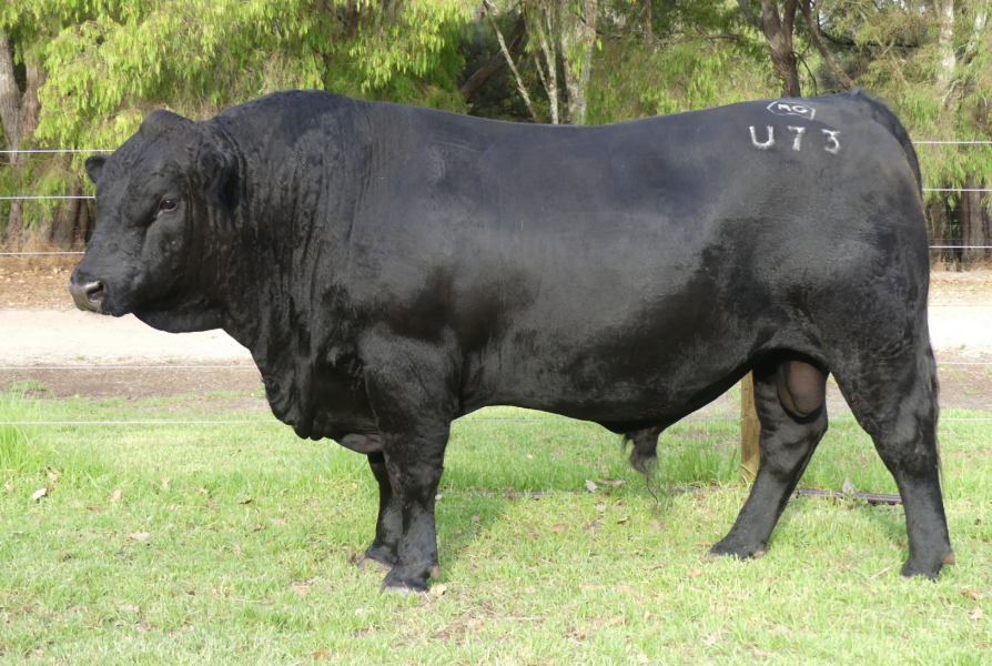 Lot 80 - MONTEREY ULURU U73 (TW) (PB) | AuctionsPlus