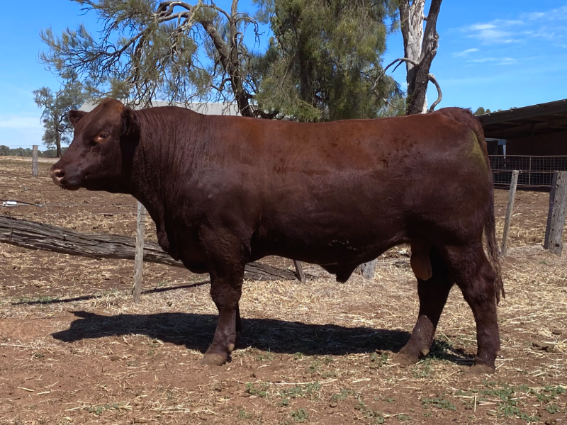 Lot 22 - CASKIEBEN OLYMPUS U08 | AuctionsPlus