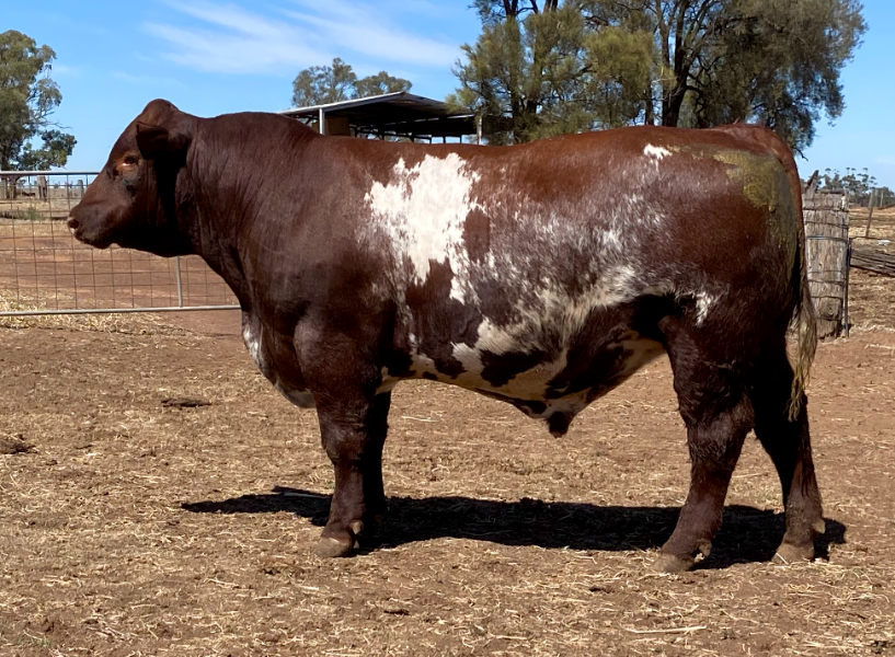 Lot 30 - CASKIEBEN SPECIAL U25 | AuctionsPlus