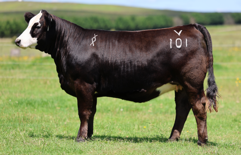 GB LIVESTOCK BUILT FOR BREEDING SALE - Auction 125305 | AuctionsPlus