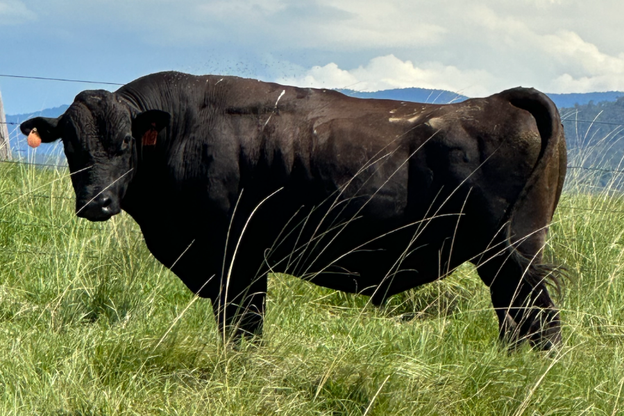 Lot 48 - Carnana Station Michifuku P1163 | AuctionsPlus