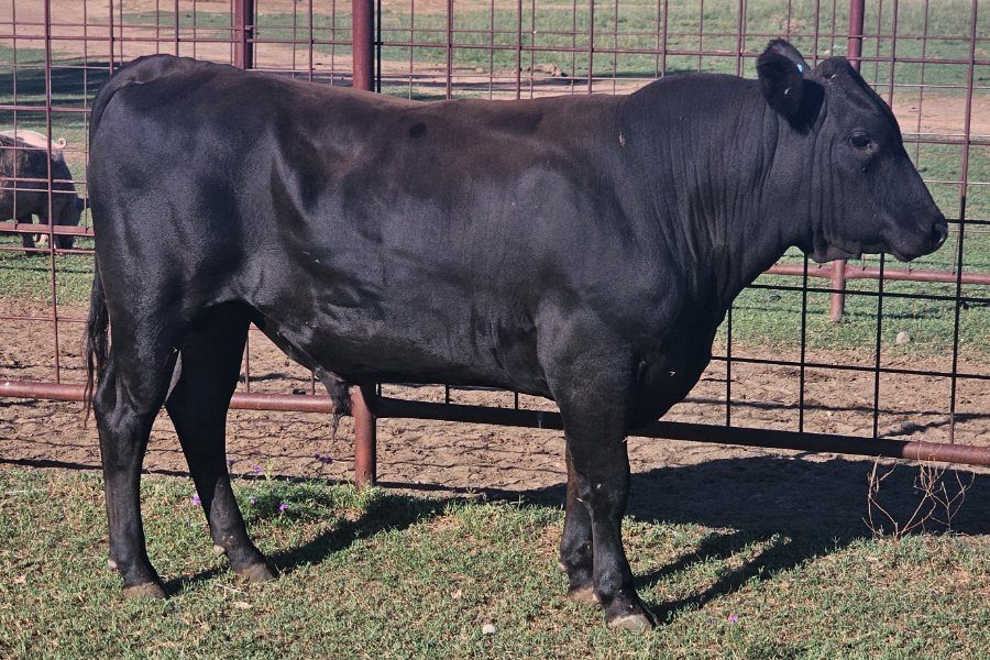 Lot 42 - CARNANA STATION U7110 | AuctionsPlus