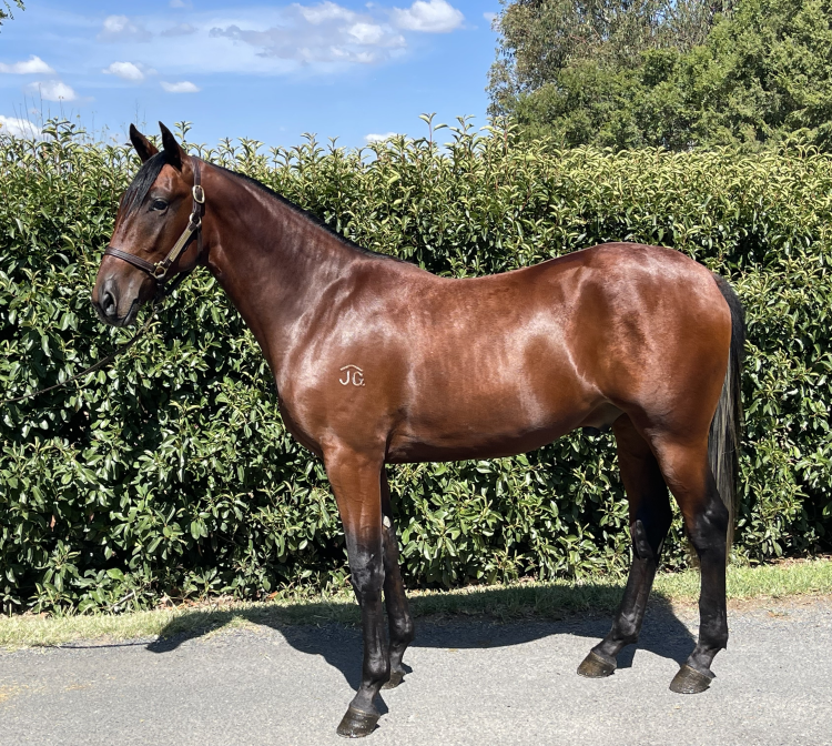 Lot 204 - NOW EYE SEE 2023 COLT | AuctionsPlus