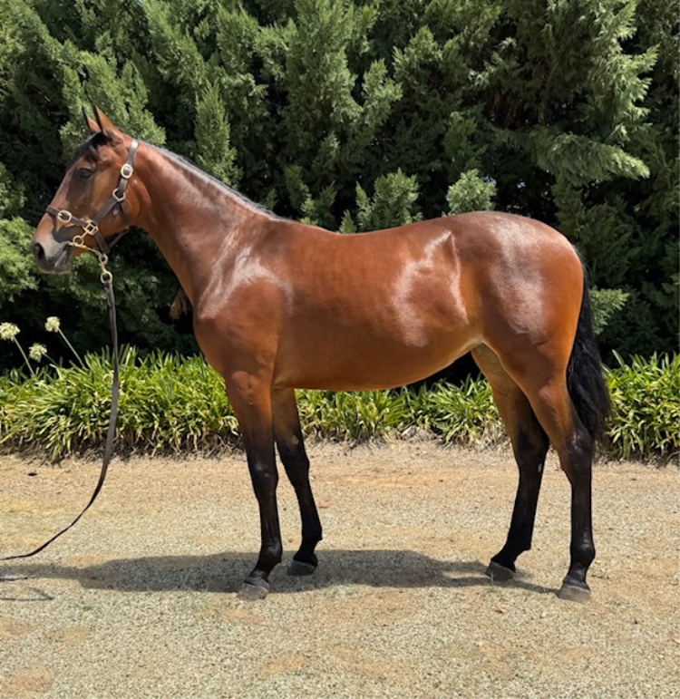 Lot 82 - BETTER THAN GRANGE 2023 FILLY | AuctionsPlus