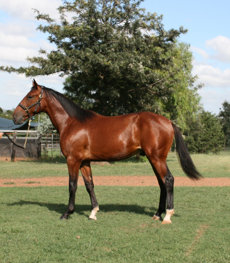 Lot 101 - RAINBOW CRUISER | AuctionsPlus