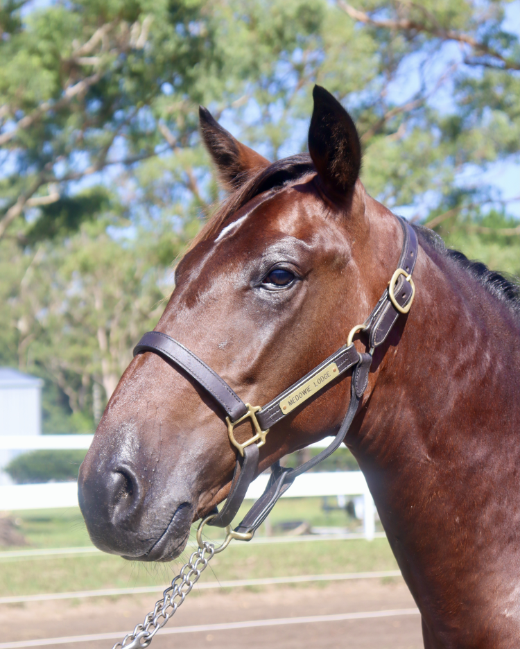 Lot 72 - BALLERINA COURU 2023 COLT | AuctionsPlus