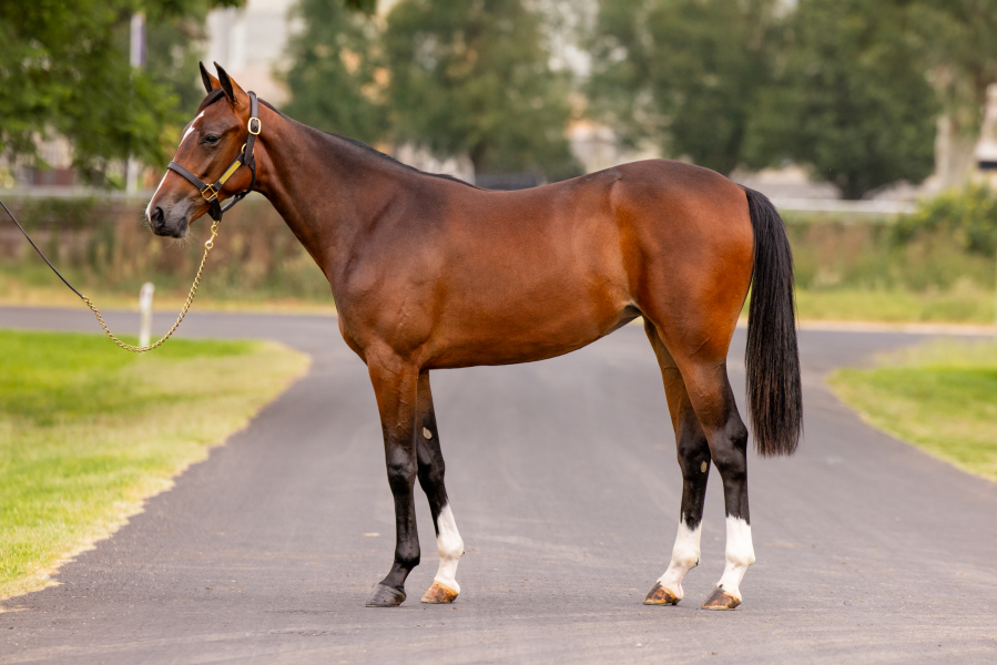 Lot 188 - METRO SWISH NZ 2023 FILLY | AuctionsPlus