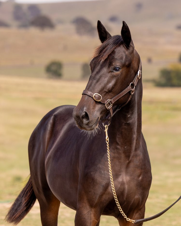 Lot 20 - SHES A LEFTY 2024 COLT | AuctionsPlus