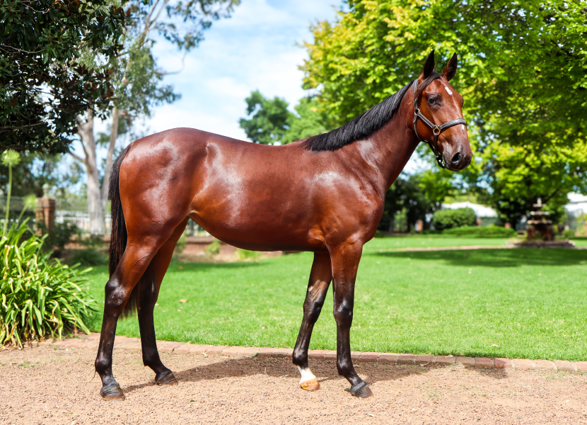 Lot 74 - BARBIE BEE CEE | AuctionsPlus