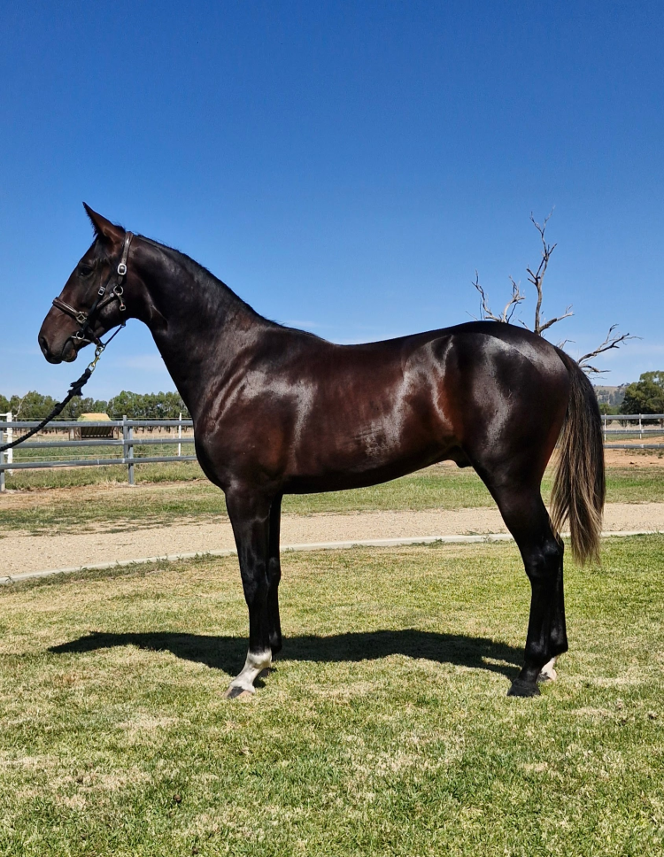 Lot 9 - REVERE ME NZ 2023 COLT | AuctionsPlus