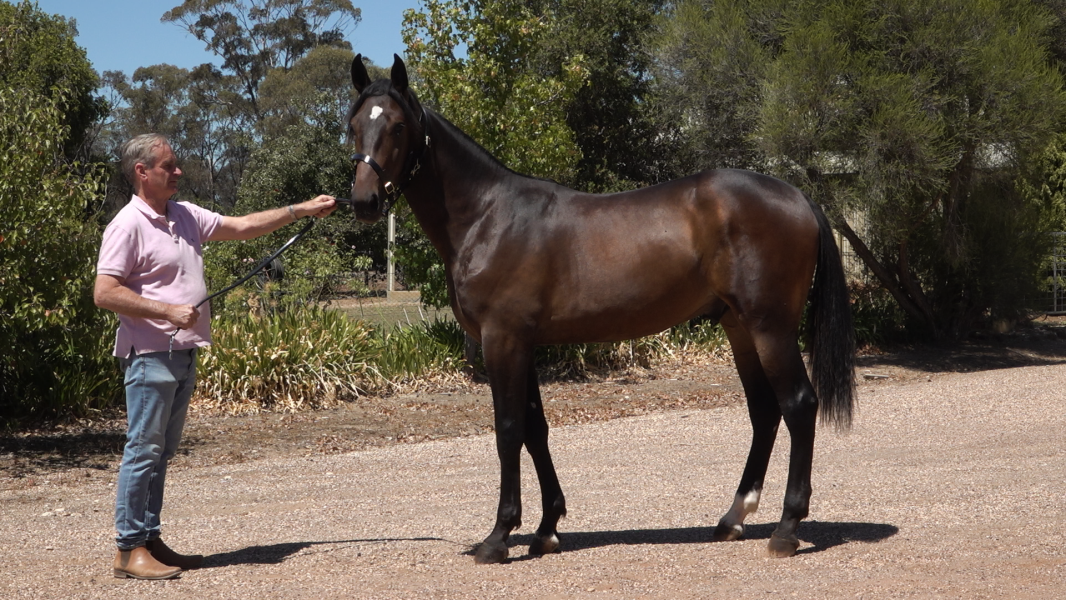 Lot 110 - DONSKI 2023 COLT | AuctionsPlus