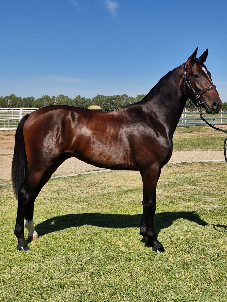 Lot 171 - LA LITOTE 2023 COLT | AuctionsPlus