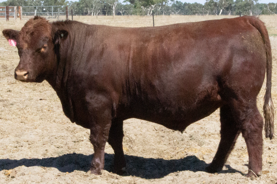 Lot 4 - BELMORE WRANGLER U33 | AuctionsPlus