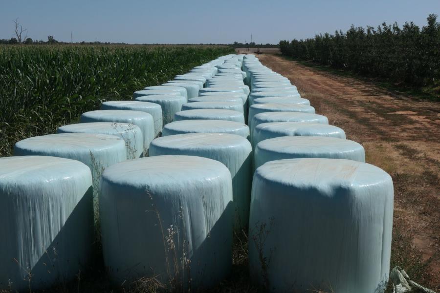 Lot 88 - 34 Rolls Vetch/Wheat Silage | AuctionsPlus