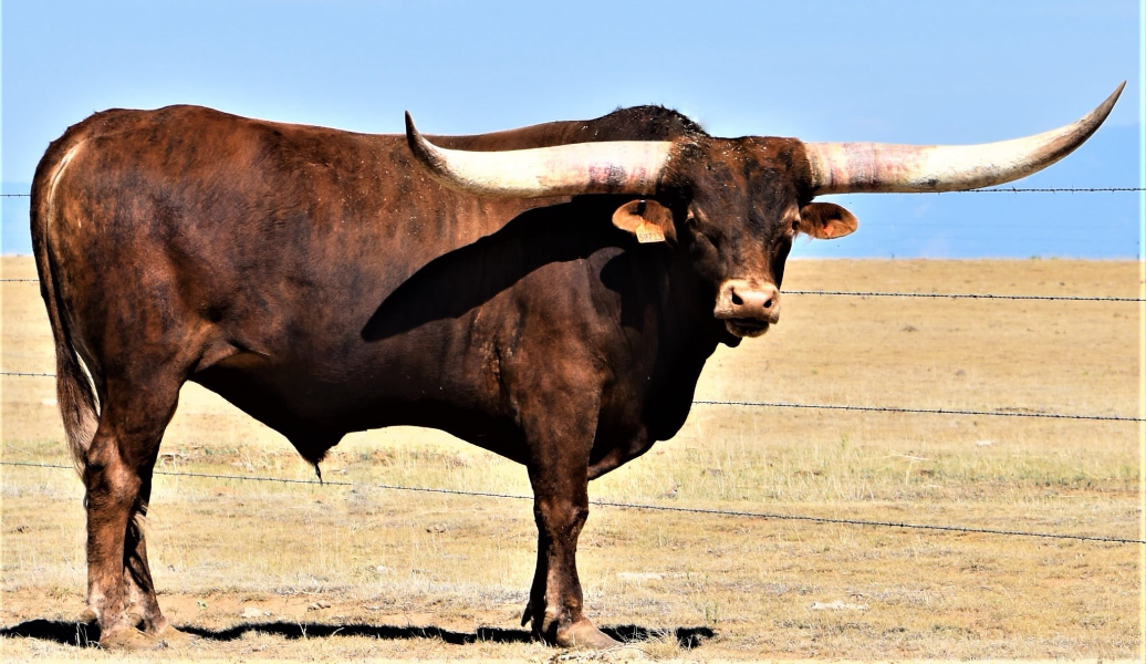 Lot 37 - TEXAS LONGHORN GENETICS 10 STRAW SEMEN PACKAGE | AuctionsPlus