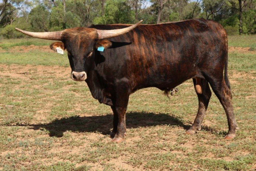 Lot 35 - D 7 SPUR HAWK EYE U51 | AuctionsPlus