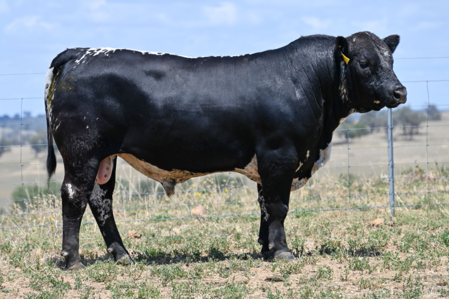 Lot 50 - JAD UNCLE MITCHELL U356 (AI) (S) (Speckled) | AuctionsPlus