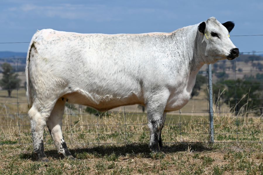 Lot 63 - JAD Q48 ULTRA U18 (ET) (P) (White) | AuctionsPlus
