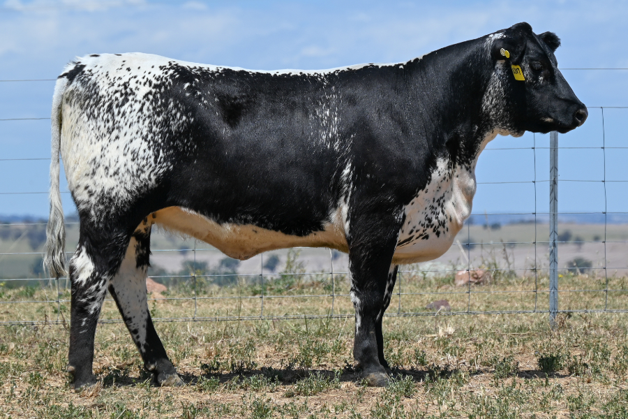 JAD N22 YASEMIN U207 (ET) (P) (Speckled) | AuctionsPlus