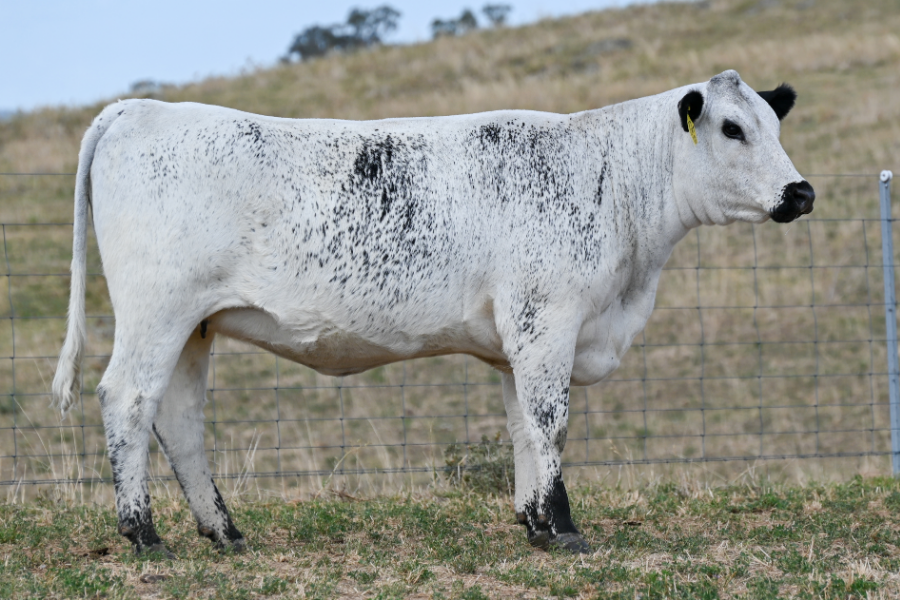 Lot 80 - JAD Q48 UNIQUE U166 (P) (White) | AuctionsPlus