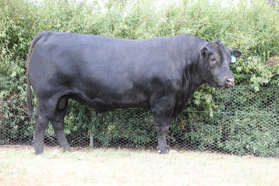 Lot 1 - BRAEMAR ICEMAN U14 | AuctionsPlus
