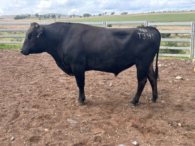 Lot 7 - KURO KIN ITOSHIGENAMI T345 | AuctionsPlus