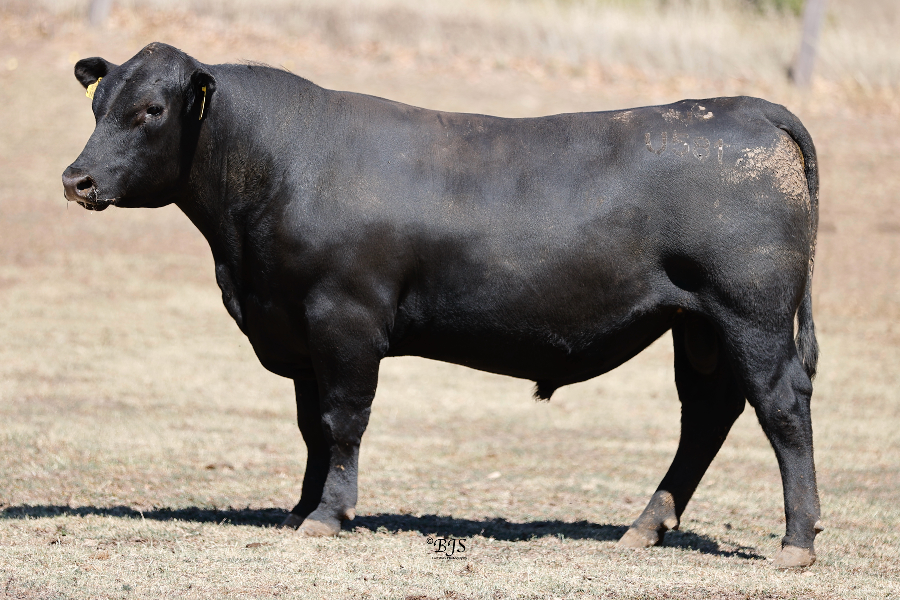 Lot 16 - REILAND U-BRICKYARD U581 | AuctionsPlus