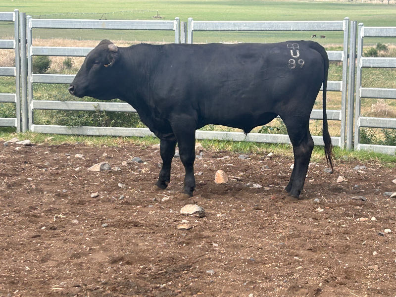 Lot 10 - KURO KIN ITOSHIGENAMI U89 | AuctionsPlus