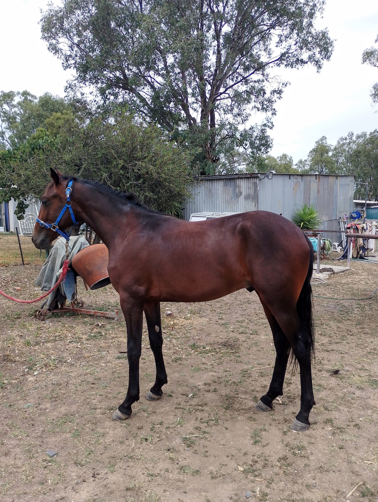 Lot 5 - BELLA JAM JAM 2023 COLT | AuctionsPlus